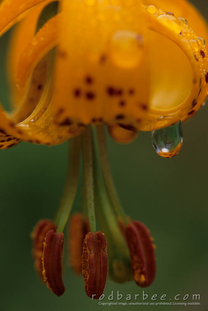 picky_003 - Rod Barbee Photography