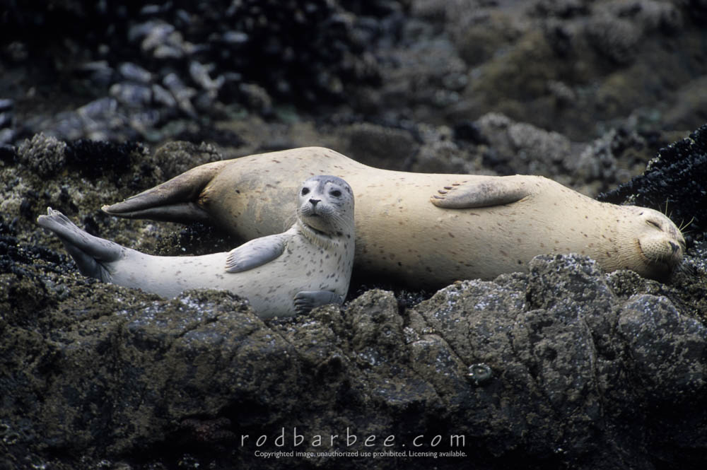 Harbor Seals - Rod Barbee Photography